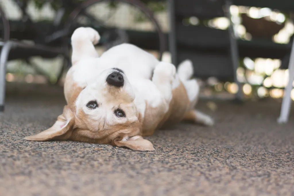 Dog Communication and Gestures » Fayie Pet World