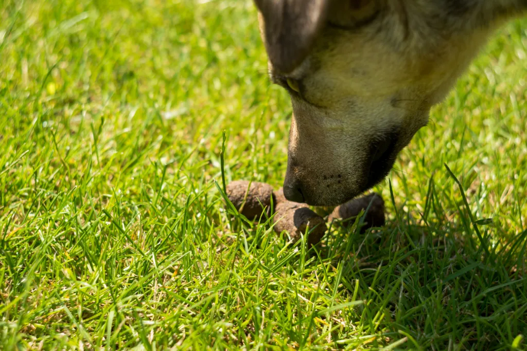 Why Do Dogs Eat Faeces? » Fayie Pet World