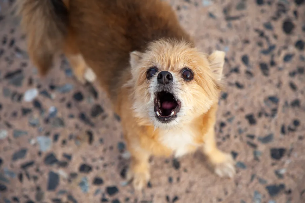 Fear Aggression Behaviour in Dogs » Fayie Pet World