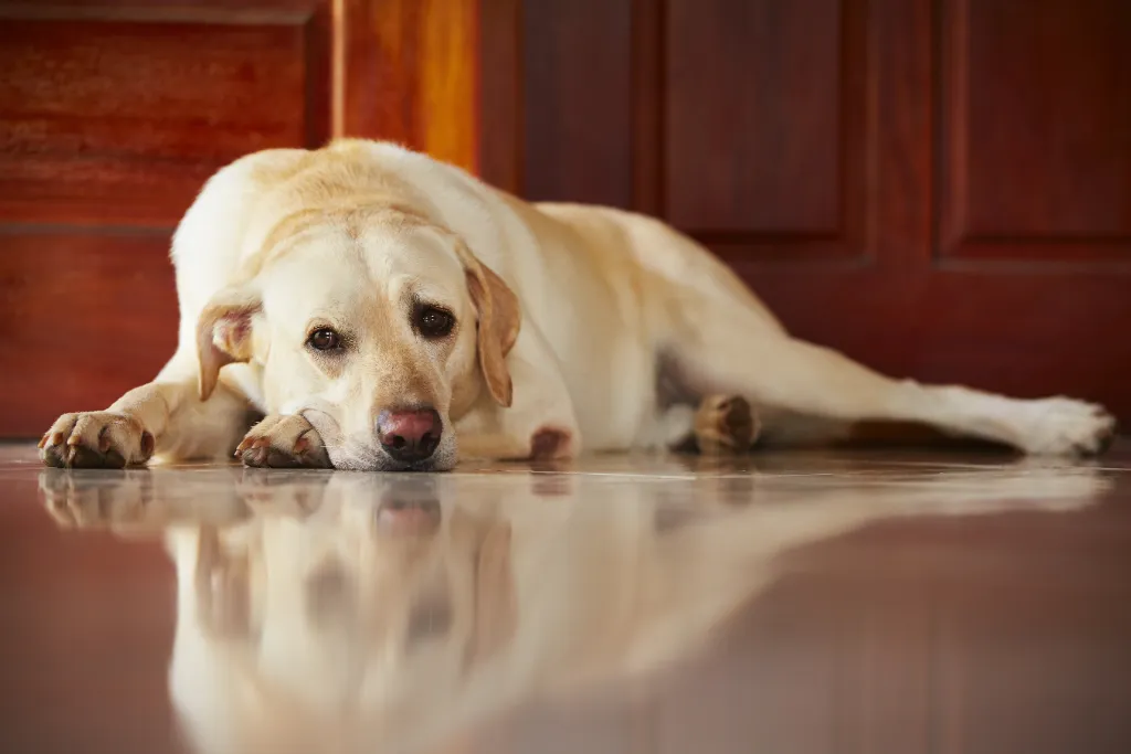 Understanding Dog Anxiety » Fayie Pet World
