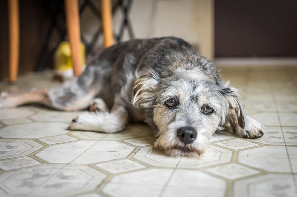 Signs Your Dog is Stressed » Fayie Pet World