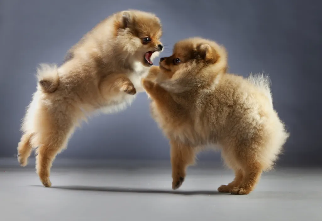 Why Do Dogs Fight? » Fayie Pet World